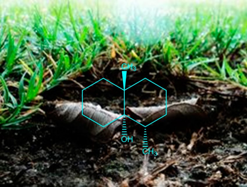 Geosmina, olor a tierra mojada - Tiwel