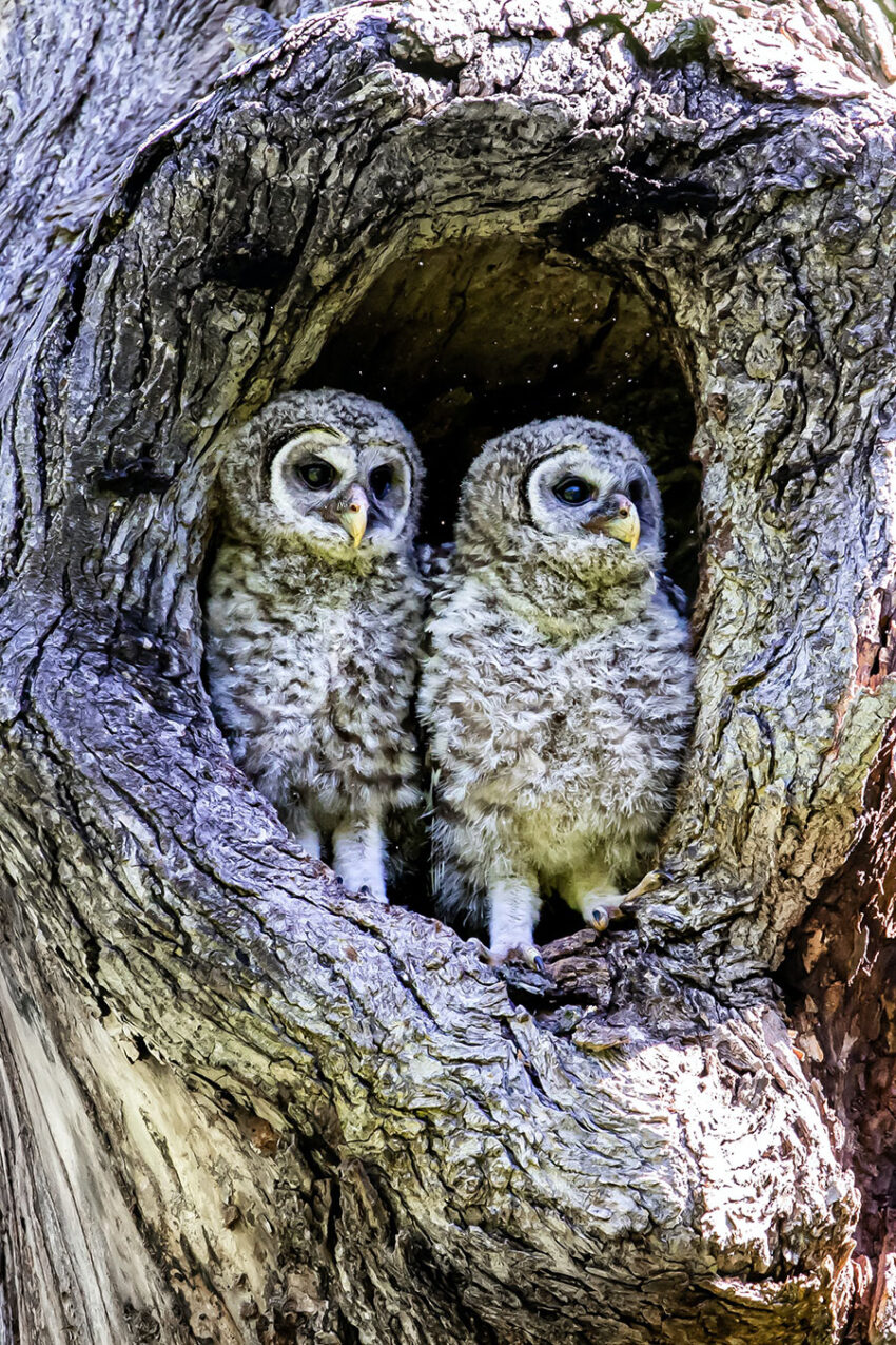 Búhos: Curiosidades que los hace fascinantes - Tiwel